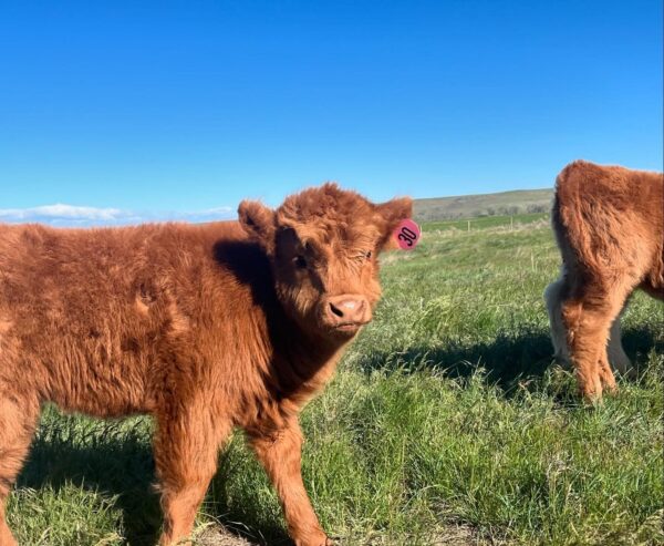 Rhema's Miniature Ranch | Live Stock Farm | Mini cattle's for sale