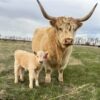 Rhema's Miniature Ranch | Live Stock Farm | Mini cattle's for sale