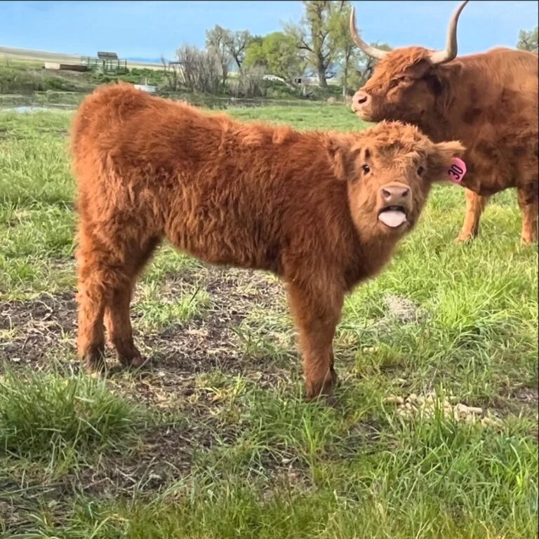 Mini Highland Calves Category | Rhema's