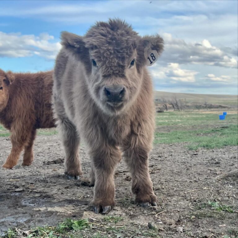 Mini Highland Calves Category | Rhema's