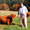 Rhema's Miniature Ranch | Live Stock Farm | Mini cattle's for sale