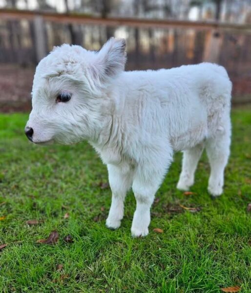 Mini Highland Cow For Sale (Sandra) | Buy Mini Highland Cow Online ...